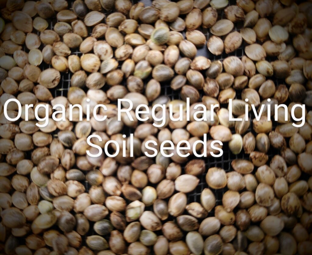 Wacky Widow Indica Dominant Hybrid – 3 Oaks Orchard