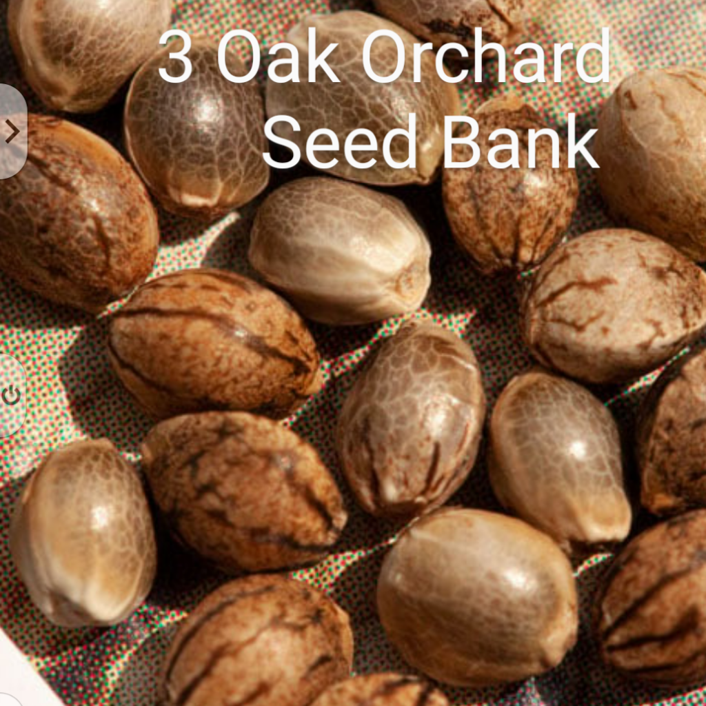 Querkle Indica Dominant Hybrid – 3 Oaks Orchard